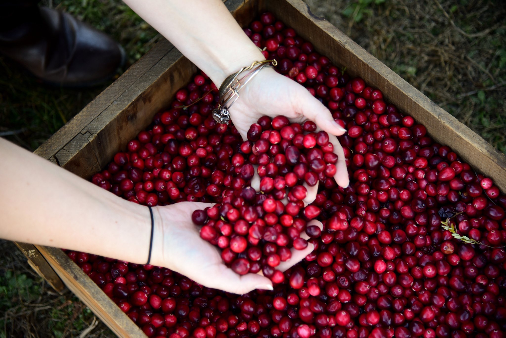 Cranberry Harvest Festival - Benson's Pond